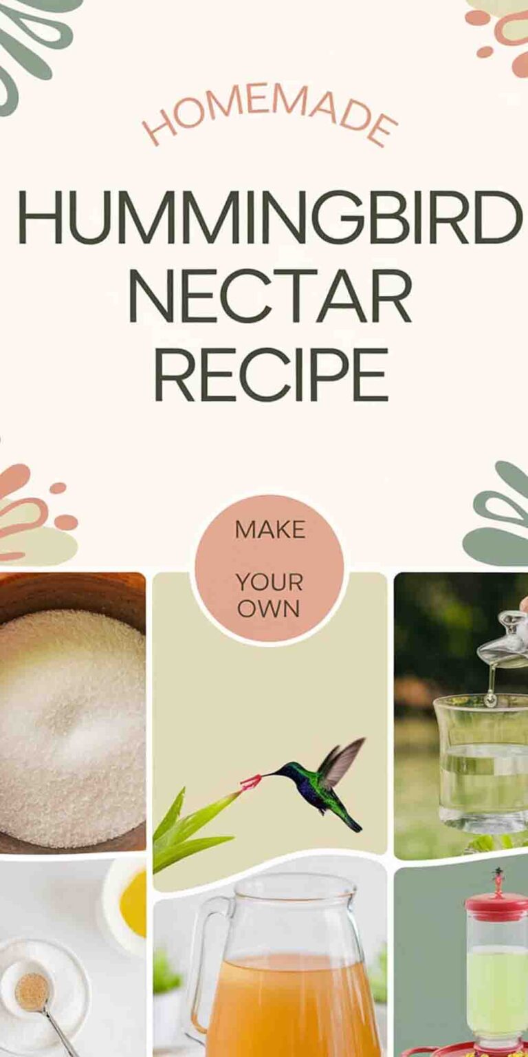 Easy Homemade Hummingbird Nectar Recipe