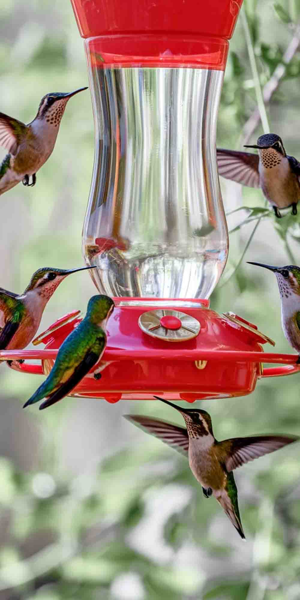 Easy Homemade Hummingbird Nectar Recipe